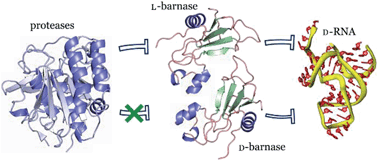 Total synthesis and biochemical characterization of mirror image ...