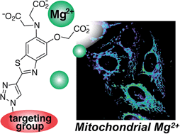 Visualizing changes in mitochondrial Mg2+ during apoptosis with ...
