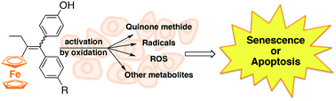Ferrocifen type anti cancer drugs†,Chemical Society Reviews - X-MOL