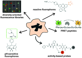 Smart fluorescent probes for imaging macrophage activity†,Chemical ...