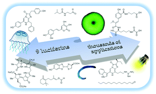 1001 lights: luciferins, luciferases, their mechanisms of action and ...