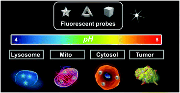 Fluorescent bioimaging of pH: from design to applications,Chemical ...