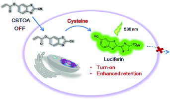 Cysteine‐Mediated Intracellular Building of Luciferin to Enhance Probe ...