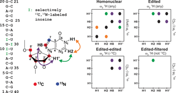 Site‐Specific Isotope‐Labeling of Inosine Phosphoramidites and NMR ...