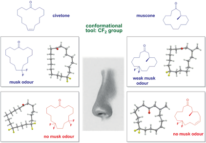 Fluorinated Musk Fragrances: The CF2 Group as a Conformational Bias ...