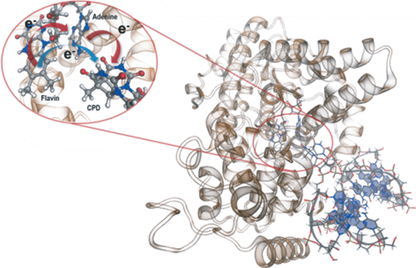 Coexistence of Different Electron‐Transfer Mechanisms in the DNA Repair ...