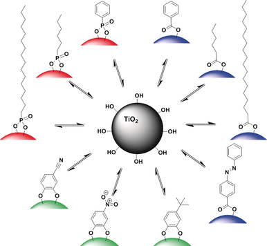 Quantitative Determination and Comparison of the Surface Binding of ...
