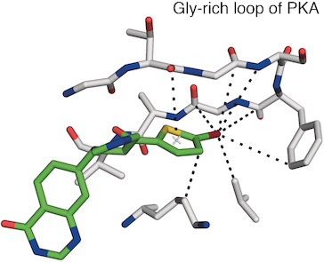 Addressing the Glycine-Rich Loop of Protein Kinases by a Multi-Facetted ...