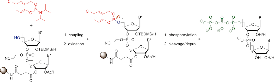 Efficient Automated Solid‐Phase Synthesis of DNA and RNA 5 ...
