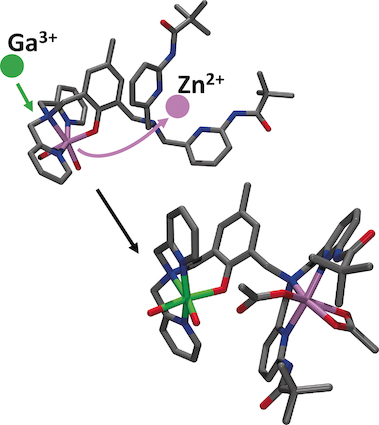 镓（III），锌（II）和铜（II）的非对称双核配体的选择性配位：金属磷酸酶的模型。,Chemistry - A European ...