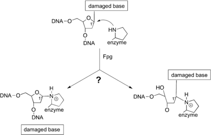 Gas‐Phase Studies of Formamidopyrimidine Glycosylase (Fpg) Substrates ...