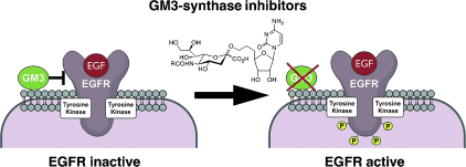 Synthesis and Biological Evaluation of Several Dephosphonated Analogues ...