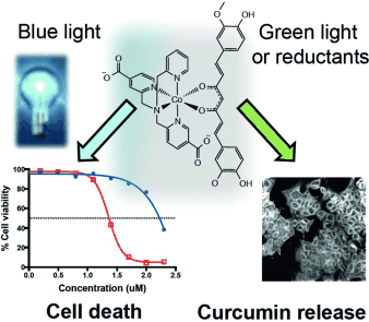 Cobalt(III) Chaperone Complexes of Curcumin: Photoreduction, Cellular ...