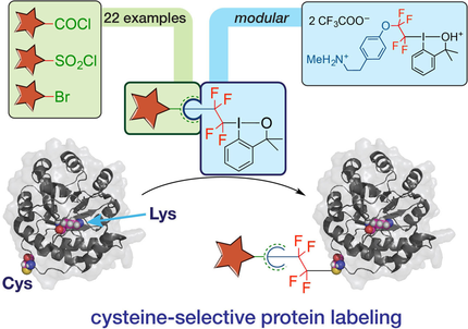 Irreversible Cysteine‐Selective Protein Labeling Employing Modular ...