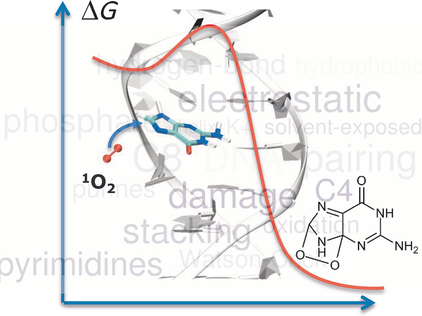 Singlet Oxygen Attack on Guanine: Reactivity and Structural Signature ...