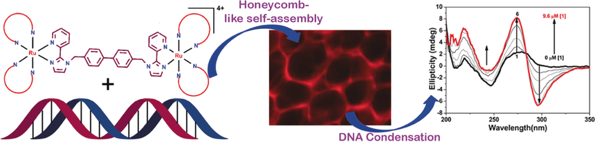 Honeycomb‐like Ordered Assembly of DNA Induced by Flexible Binuclear ...