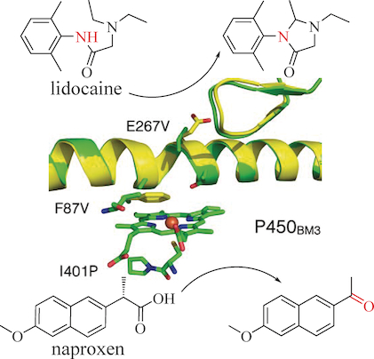 细胞色素P450BM3氧化药物：代谢产物的合成和发现新的P450反应类型,Chemistry - A European Journal - X-MOL