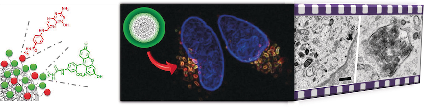 Multi‐Functionalized Carbon Nano‐onions as Imaging Probes for Cancer ...