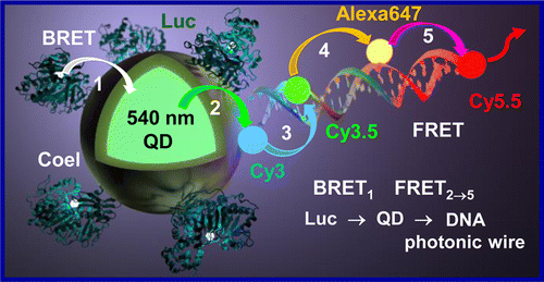 Chemoenzymatic Sensitization of DNA Photonic Wires Mediated through ...
