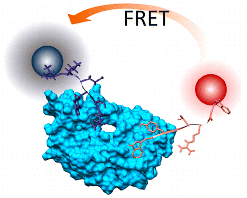 Designing Fluorescent Peptide Sensors with Dual Specificity for the ...