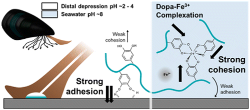 Switch of Surface Adhesion to Cohesion by Dopa-Fe3+ Complexation, in Response to ...