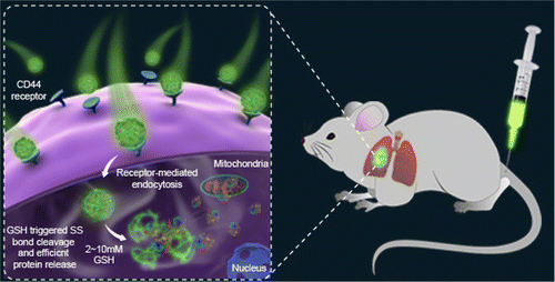 Multifunctional Click Hyaluronic Acid Nanogels for Targeted Protein ...