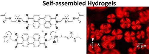 Shape-Morphing Chromonic Liquid Crystal Hydrogels,Chemistry of ...