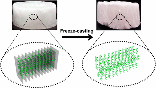 Ice-Assisted Assembly of Liquid Crystalline Cellulose Nanocrystals for ...