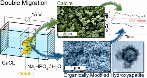 Calcite and Hydroxyapatite Gelatin Composites as Bone Substitution ...