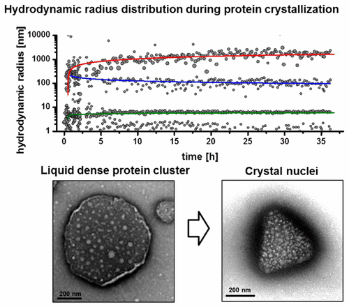 Real-Time Observation of Protein Dense Liquid Cluster Evolution during Nucleation in Protein ...