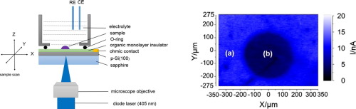 Image detection of yeast Saccharomyces cerevisiae by light-addressable ...