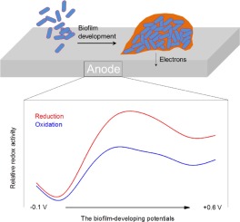 Electrochemical activities of Geobacter biofilms growing on electrodes ...