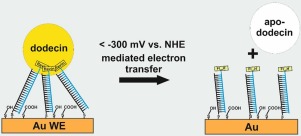 Reversible assembly of protein-DNA nanostructures triggered by mediated ...