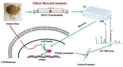 Effect-Directed Analysis of Human Peroxisome Proliferator-Activated ...