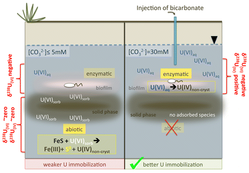 Mechanism of Uranium Reduction and Immobilization in Desulfovibrio ...