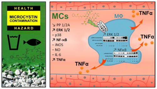Immunomodulatory Potency of Microcystin, an Important Water-Polluting ...
