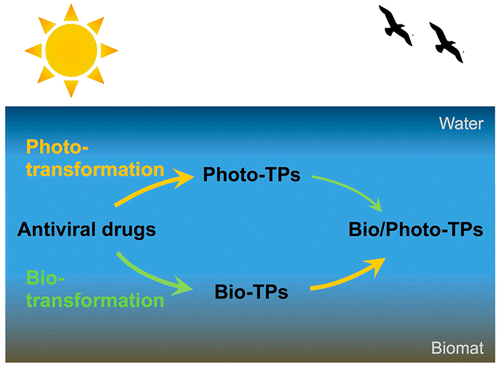 Co-occurrence of Photochemical and Microbiological Transformation ...