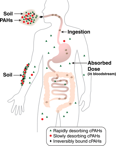 Oral Bioavailability, Bioaccessibility, and Dermal Absorption of PAHs ...