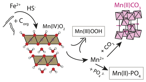 Real-Time Manganese Phase Dynamics during Biological and Abiotic ...