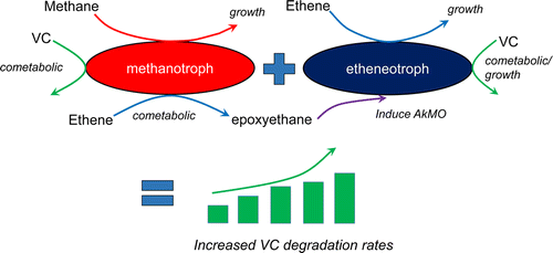 Aerobic Vinyl Chloride Metabolism in Groundwater Microcosms by Methanotrophic and Etheneotrophic ...