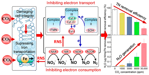Effect of CO2 on Microbial Denitrification via Inhibiting Electron ...