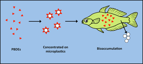 Chemical Pollutants Sorbed to Ingested Microbeads from Personal Care ...