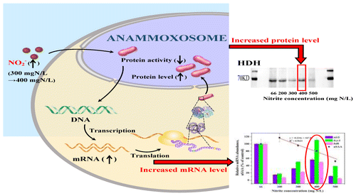 Expression of the nirS, hzsA, and hdh Genes in Response to Nitrite ...