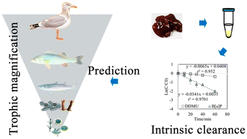 Intrinsic Clearance of Xenobiotic Chemicals by Liver Microsomes ...