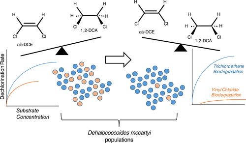 1,2-二氯乙烷的暴露改变了三氯乙烯脱氯的Dehalococcoides mccartyi财团的种群结构，代谢和动力学 ...