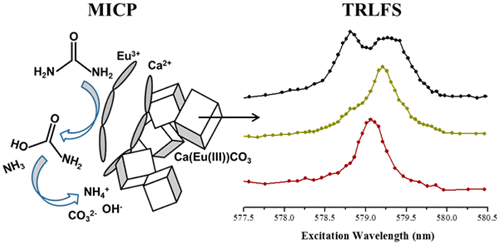 利用TRLFS研究Eu3 +与微生物诱导的碳酸钙沉淀物的相互作用,Environmental Science & Technology - X-MOL
