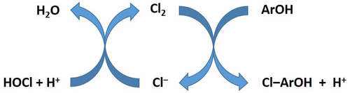 Chlorination Revisited: Does Cl– Serve as a Catalyst in the ...