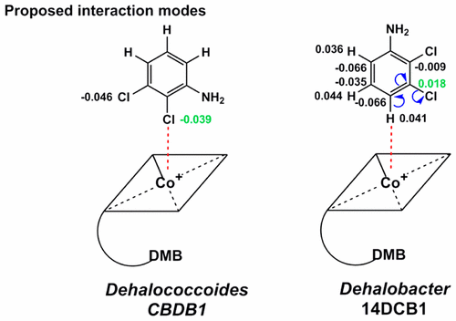 Anaerobic Dehalogenation of Chloroanilines by Dehalococcoides mccartyi ...