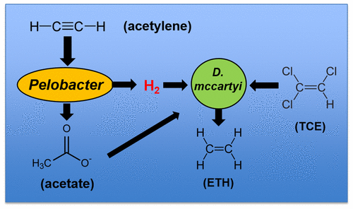 乙炔通过定义的 Dehalococcoides/Pelobacter Consortia 为 TCE 还原脱氯提供燃料 ...