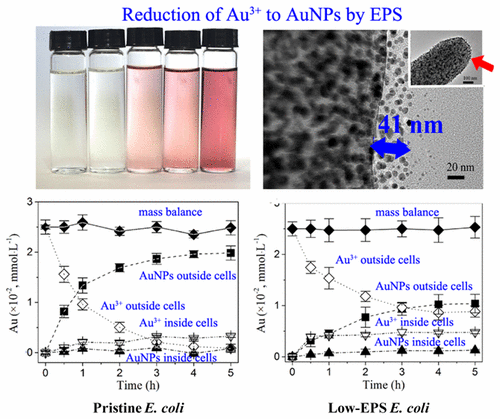 Extracellular Saccharide-Mediated Reduction of Au3+ to Gold ...